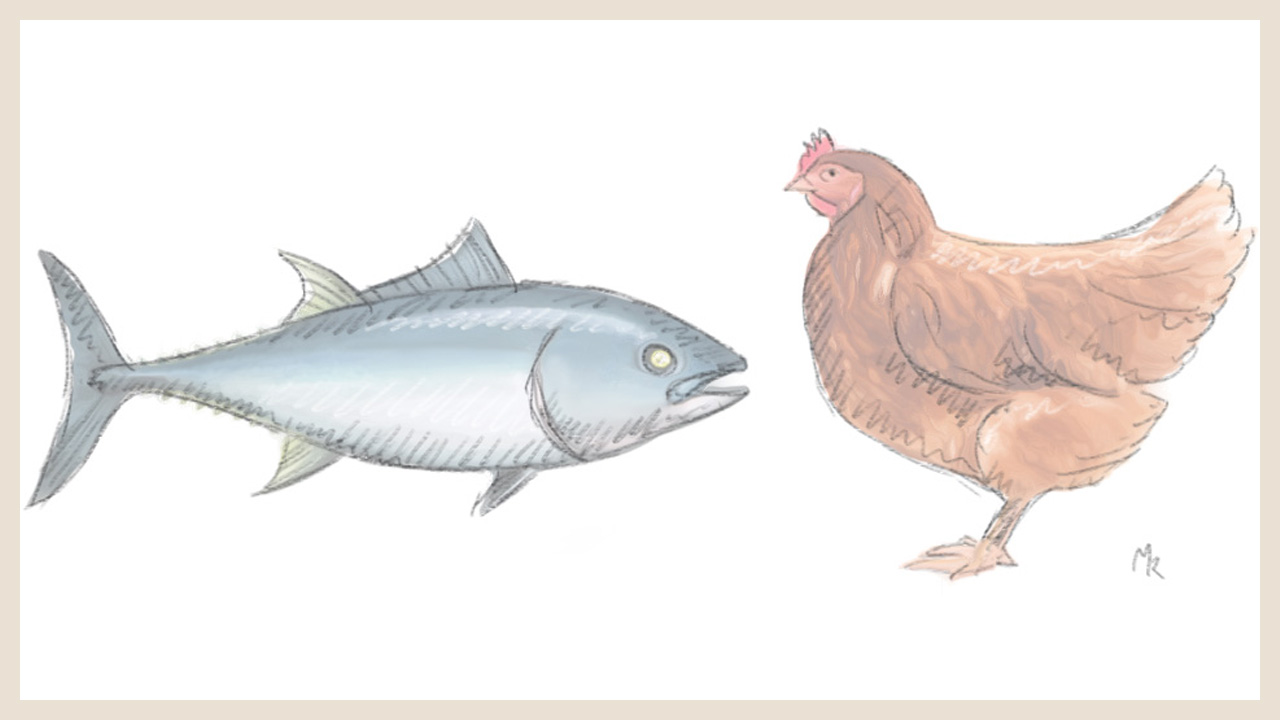 Irreconcilable Differences - My wife likes chicken, I like fish – which ...